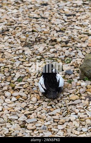 Male Goldeneye duck. Slimbridge, Gloucestershire UK Stock Photo - Alamy