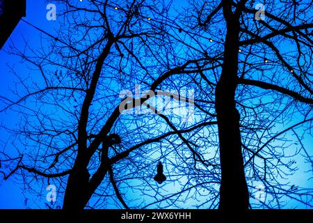 In the air, tree branches create a serene and ethereal canopy ...