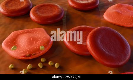 merozoites invade, develop and multiplie inside of red blood cells ...