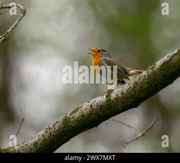 European robin, common robin, redbuck. Bird in the forest Stock Photo ...