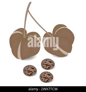 Rubber tree Hevea brasiliensis with fruits and flowers on a white ...