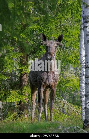 Taiga Forest in early spring with snowman near Muotkan Maja Lodge in ...