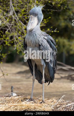 Shoebill stork standing on grassland. It is also known as the whalebill ...