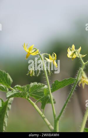 Tomato flower (Also called Solanum lycopersicum, Lycopersicon ...