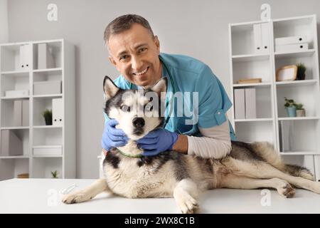 Male veterinarian with cute husky dog on white background Stock Photo ...