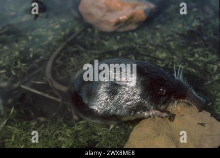 Desman Galemys pyrenaicus Pyrenees Spain Sanz VISUAL WRITTEN Stock ...