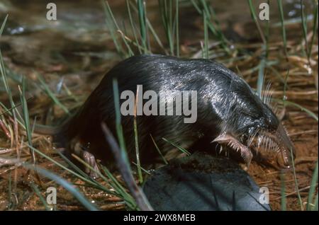Desman Galemys pyrenaicus Pyrenees Spain Sanz VISUAL WRITTEN Stock ...