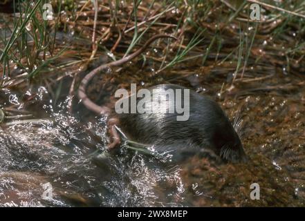 Desman Galemys pyrenaicus Pyrenees Spain Sanz VISUAL WRITTEN Stock ...