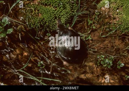 Desman Galemys pyrenaicus Pyrenees Spain Sanz VISUAL WRITTEN Stock ...