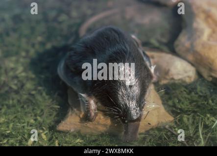 Desman Galemys pyrenaicus Pyrenees Spain Sanz VISUAL WRITTEN Stock ...