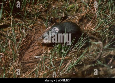 Desman Galemys pyrenaicus Pyrenees Spain Sanz VISUAL WRITTEN Stock ...