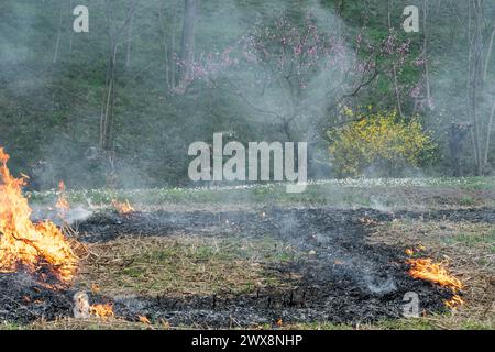 Small fire spreads in a field of dry grass. Nature on fire, front view ...