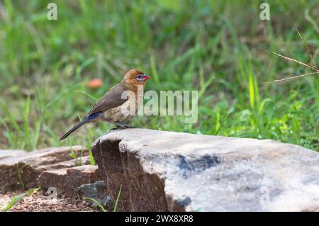 Female Purple Grenadier at Maasai Mara National Reserve, Uraeginthus ...