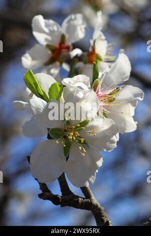 Almond flowers closeup. Flowering branches of an almond tree in an ...