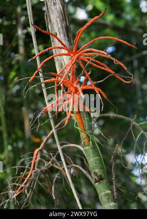 Fruit of the Pacaya Palm, Chamaedorea tepejilote, in Yaxha-Nakun ...