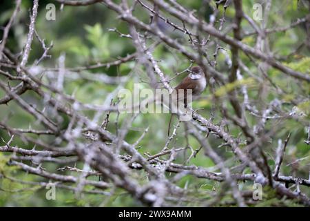 Terrestrial Bulbul, Phyllastrephus terrestris Stock Photo - Alamy
