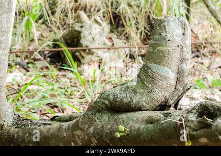 Bark of soursop tree (Annona muricata) with moss or lichen running ...