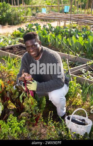 African american man harvests beets from a garden bed Stock Photo - Alamy