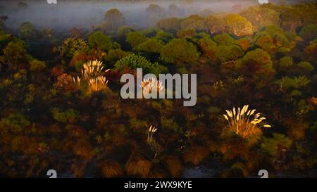 Aerial view of Australian bushland with long grasses catching the early ...