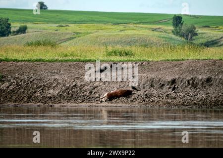 Livestock deaths, loss of cattle. A young bull or cow died on the ...