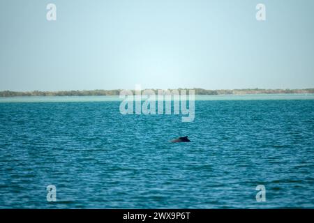 Dolphins (probably bottlenose dolphins) in the Persian Gulf, near ...