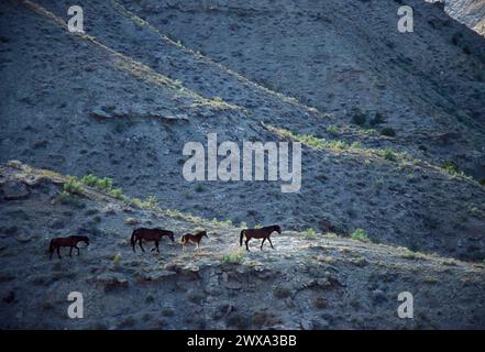 Wild horses at the Little Book Cliffs Wild Horse Area near Grand ...