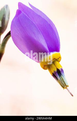 Pretty shooting star wildflower close up on green background Stock ...