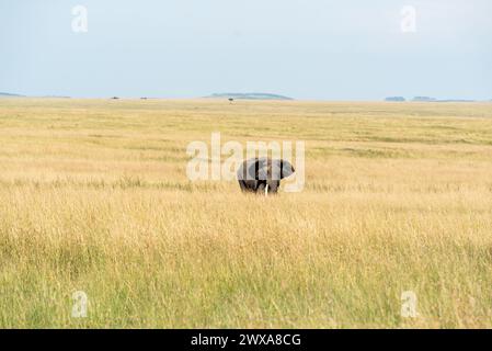 Elephants in the kenyan environment in the wonderful amboseli national ...