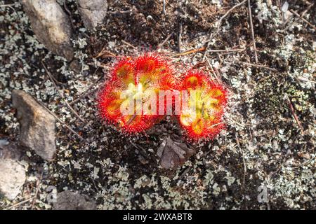 Carnivorous Plants: Drosera xerophila in natural habitat close to ...