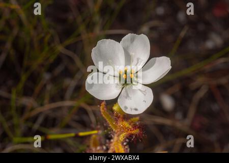 White flower of Drosera cistiflora, taken in natural habitat near ...
