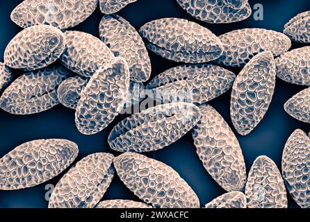 pollen grains photographed with an electron microscope Stock Photo - Alamy