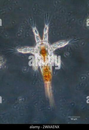 Copepod nauplius larvae sampled from surface water, south-western ...