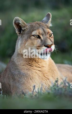 Puma (Puma concolor) lies among bushes looking over shoulder in Torres ...