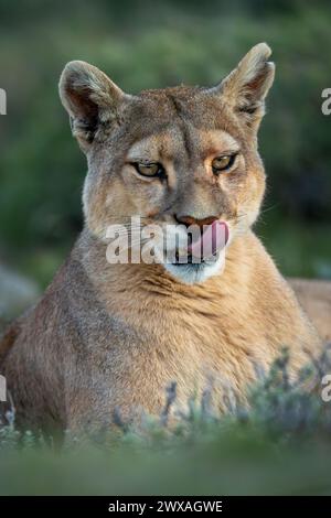 Close-up of puma (Puma concolor) licking lips in bushes of Torres del ...