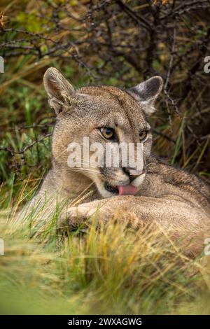 Close-up of puma (Puma concolor) lying down licking paw in Torres del ...