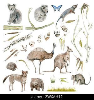 Emu and Kangaroo paw prints. Dingo and possum steps. Koala, Wombat and ...