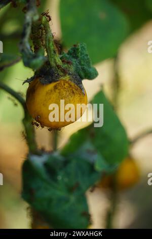 Solanum insanum (Also called thorn apple, bitter apple, bitter ball ...