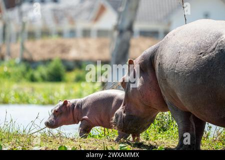 Hyppo in Kenya Lake Naivasha with the puppy Stock Photo - Alamy
