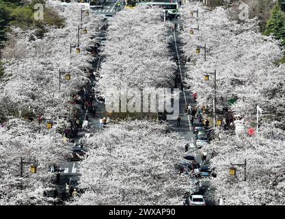 Aerial photo shows the spring flowers blooming in Yancheng City, east ...
