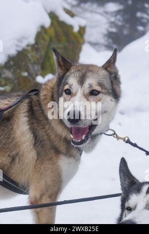 Husky dog ready for a ride, Pyrenees, France Stock Photo - Alamy