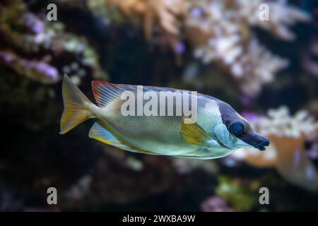 One-spotted fox-face (Siganus unimaculatus), lateral, detachable Stock ...