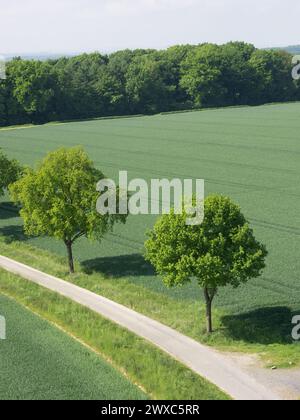 summer time in the german baumberge Stock Photo - Alamy