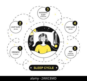 Vector illustration diagram of the sleep-wake cycle stage and phase ...