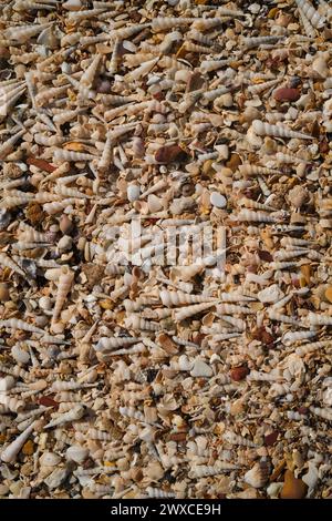 Turritella cingulifera shells and seashells on beach Stock Photo - Alamy
