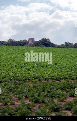 St Peter's church, Ridlington, north-east Norfolk, England, UK Stock ...
