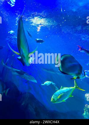 Different fishes swimming in sea aquarium Stock Photo - Alamy