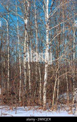 Tree Trunks Stand Tall In Autumn in Blue Ridge Mountains Stock Photo ...