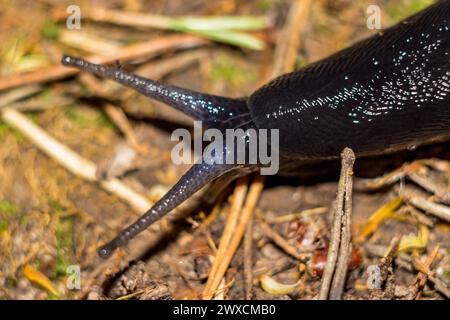 Black slug (Limax cinereoniger) crawling in the woods, macro Stock Photo - Alamy