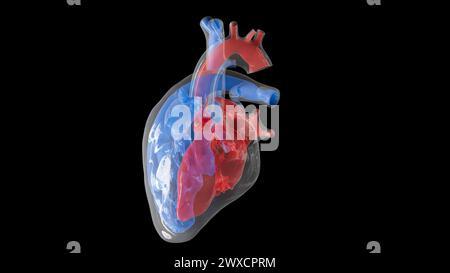 Illustration of the internal volume of the human heart. The left atrium ...