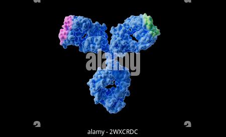 Illustration of a bispecific antibody, showing two discrete antigen ...